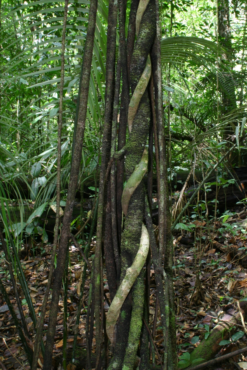 Lianen – Kletterer des Regenwalds - Faszination Regenwald