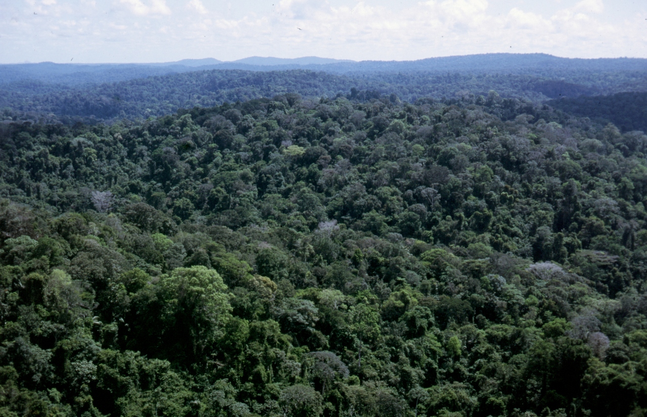 Allgemeines – Faszination Regenwald