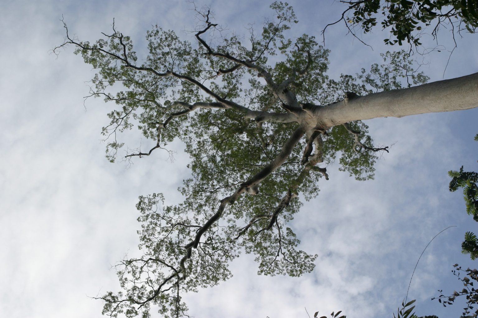 Wissenswertes zum Ökosystem Regenwald - Faszination Regenwald