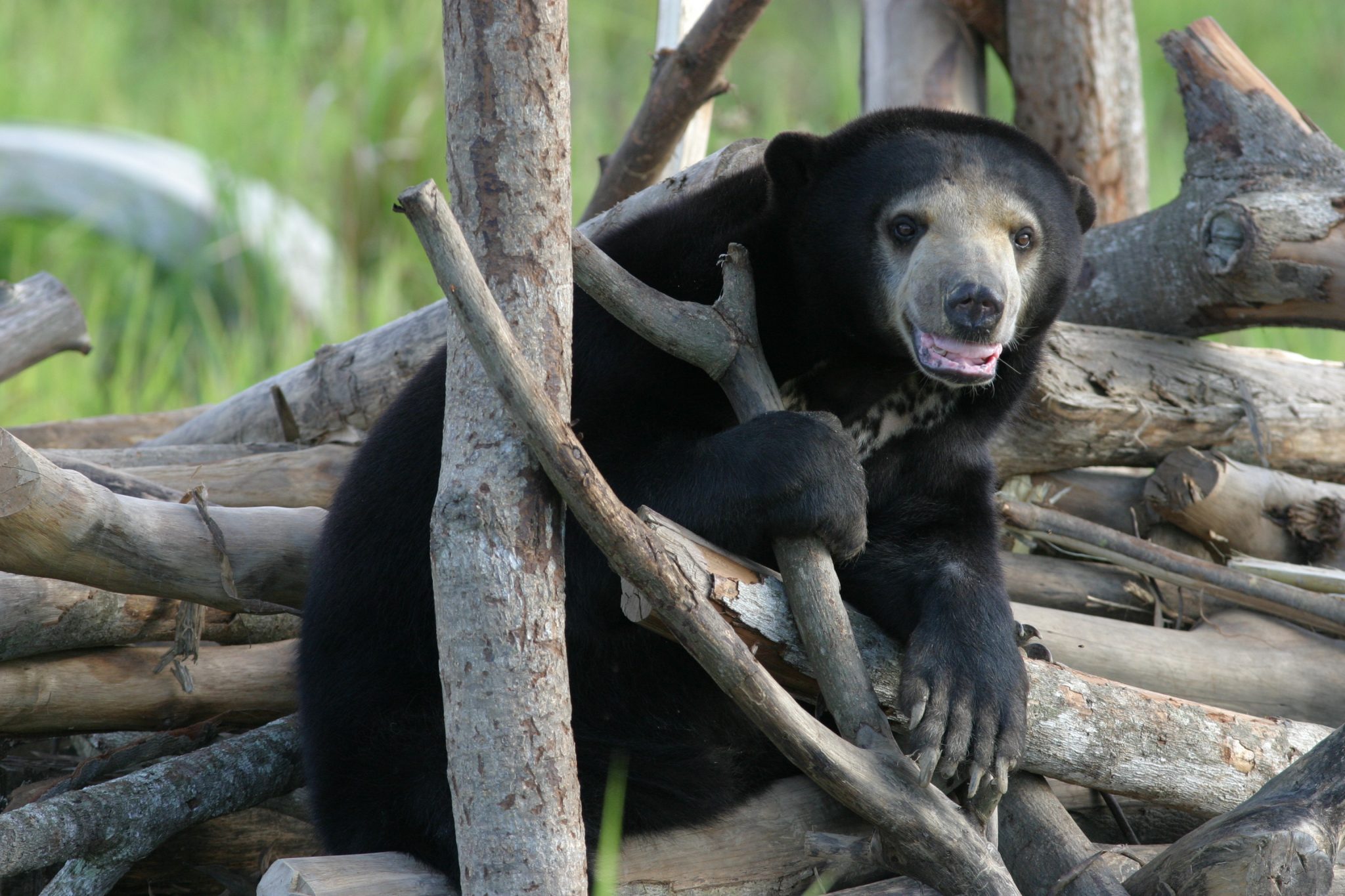 Artenvielfalt – Reichtum tropischer Regenwälder - Faszination Regenwald