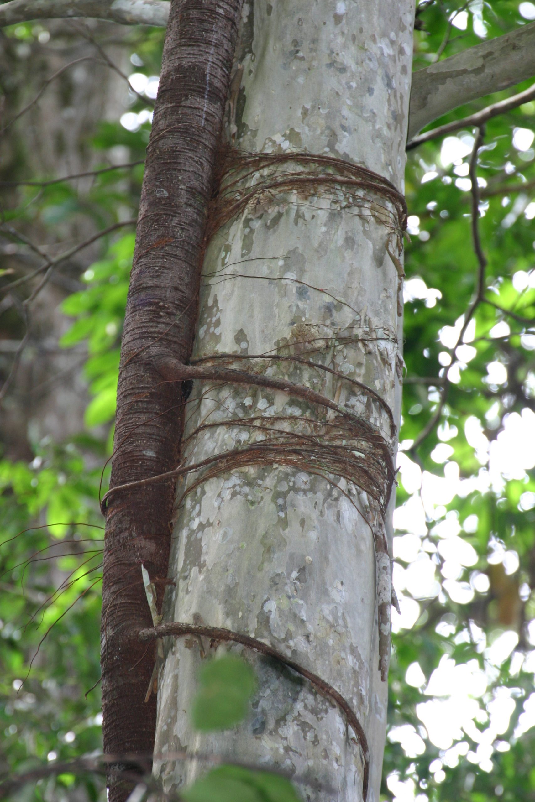 Lianen – Kletterer des Regenwalds - Faszination Regenwald