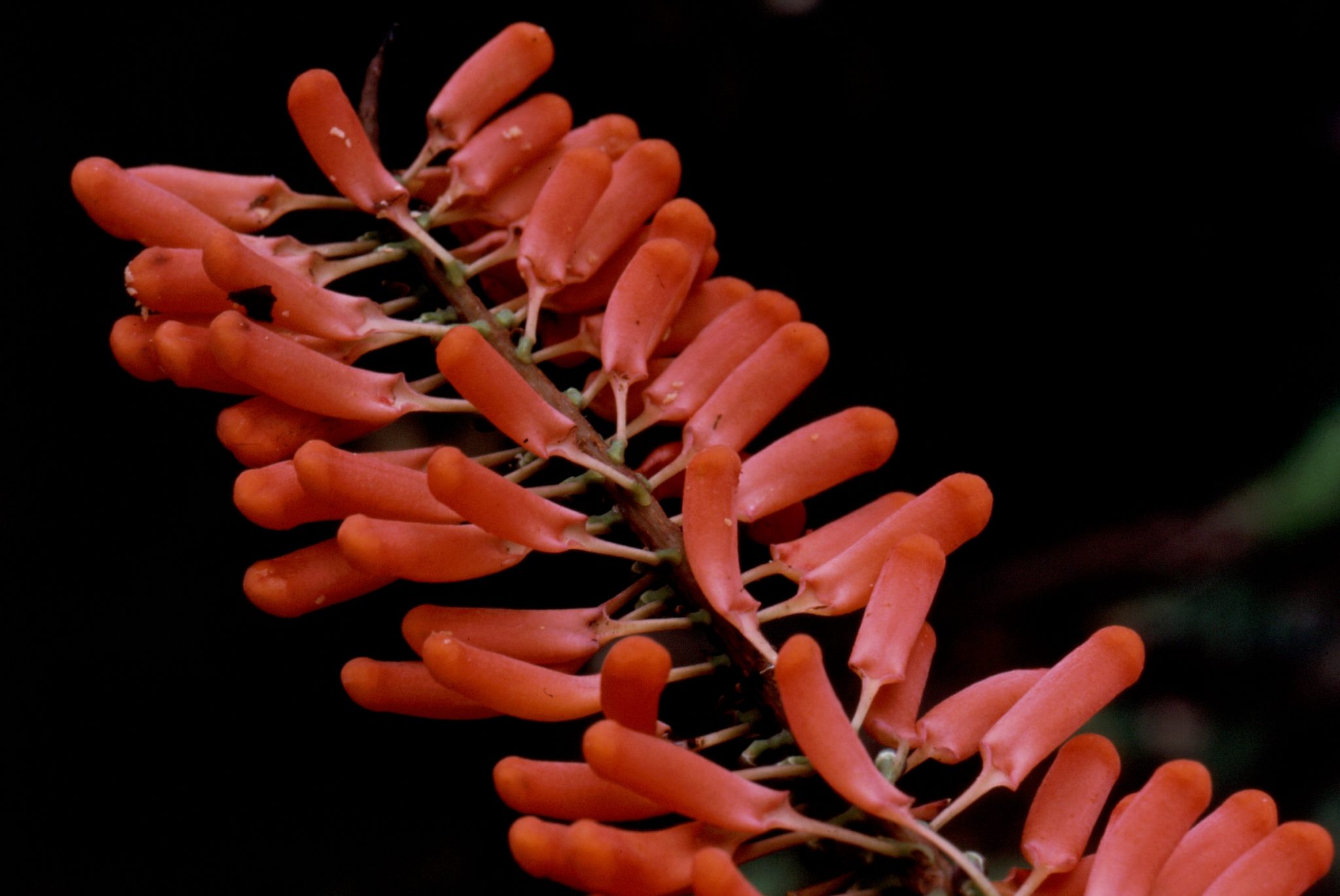 Lianen – Kletterer des Regenwalds - Faszination Regenwald