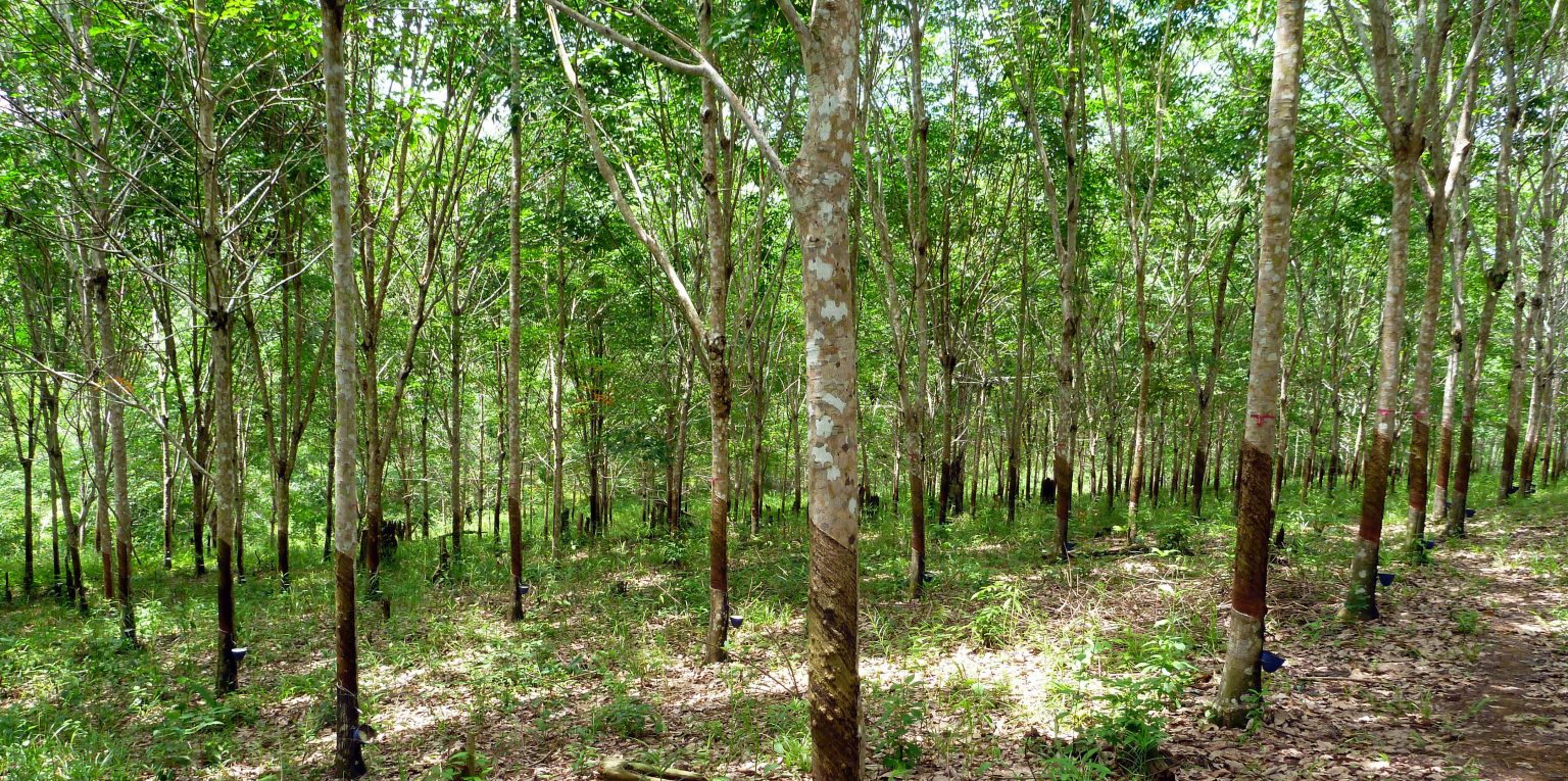 Kautschuk – das weiße Gold - Faszination Regenwald