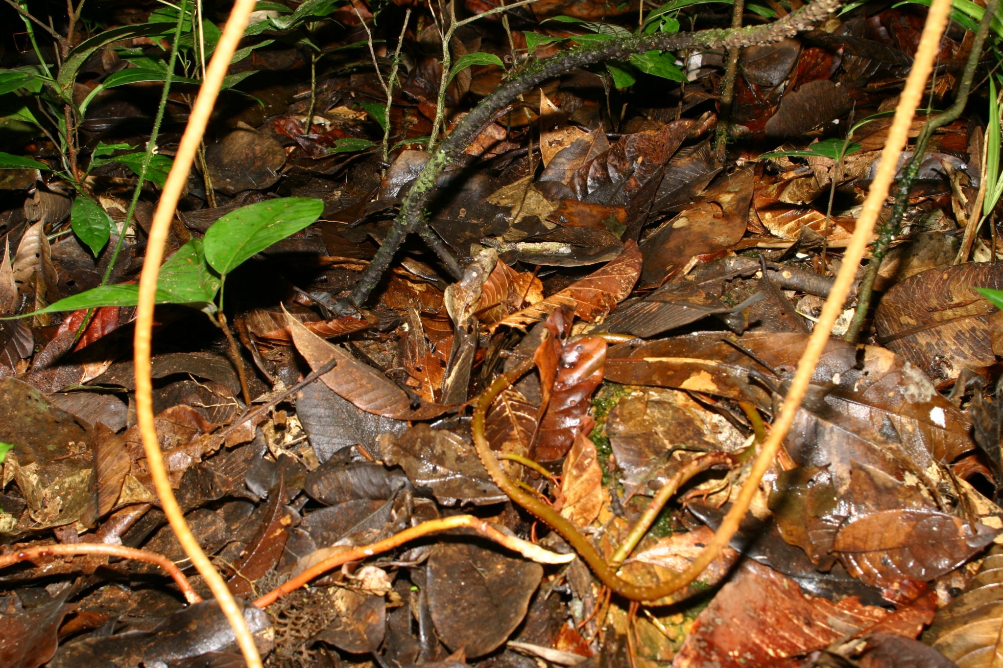 Boden & Humus – Paradoxon des Regenwalds - Faszination Regenwald