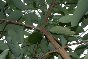 Nutzpflanzen aus dem Regenwald - Faszination Regenwald